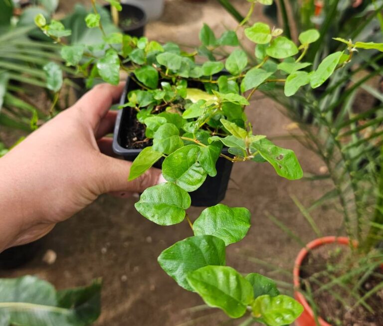 FICUS REPENS PEQUEÑOS – Vivero Los Alpes