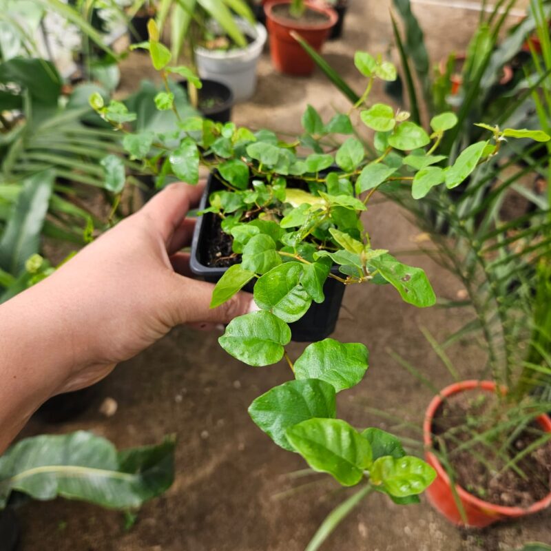 FICUS REPENS PEQUEÑOS - Vivero Los Alpes