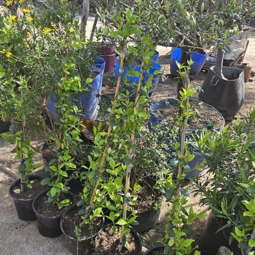 JAZMIN HELICE 1,50 mts aprox - Vivero Los Alpes