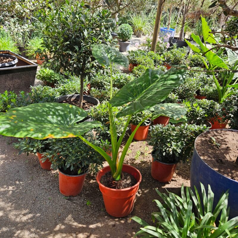 MANTO DE EVA MEDIANO - Vivero Los Alpes